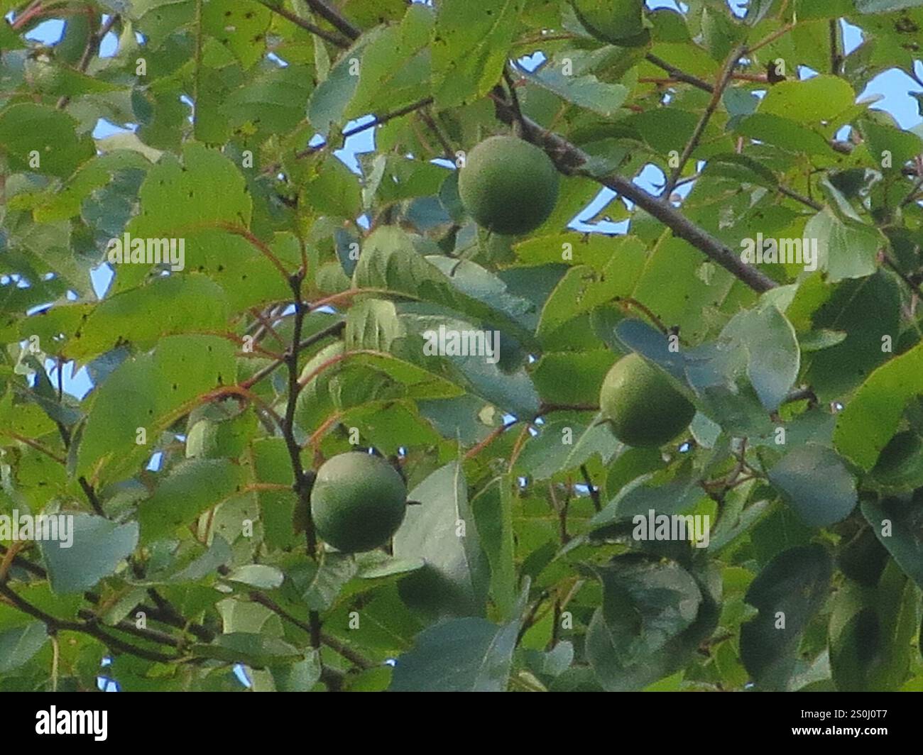 American persimmon (Diospyros virginiana Stock Photo - Alamy