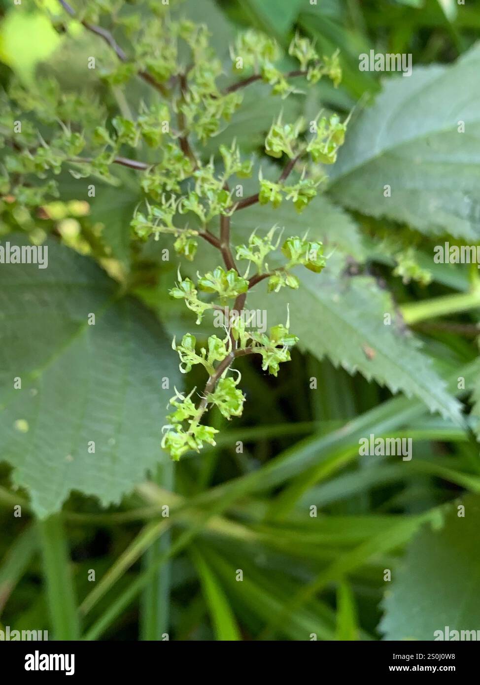 wood nettle (Laportea canadensis Stock Photo - Alamy