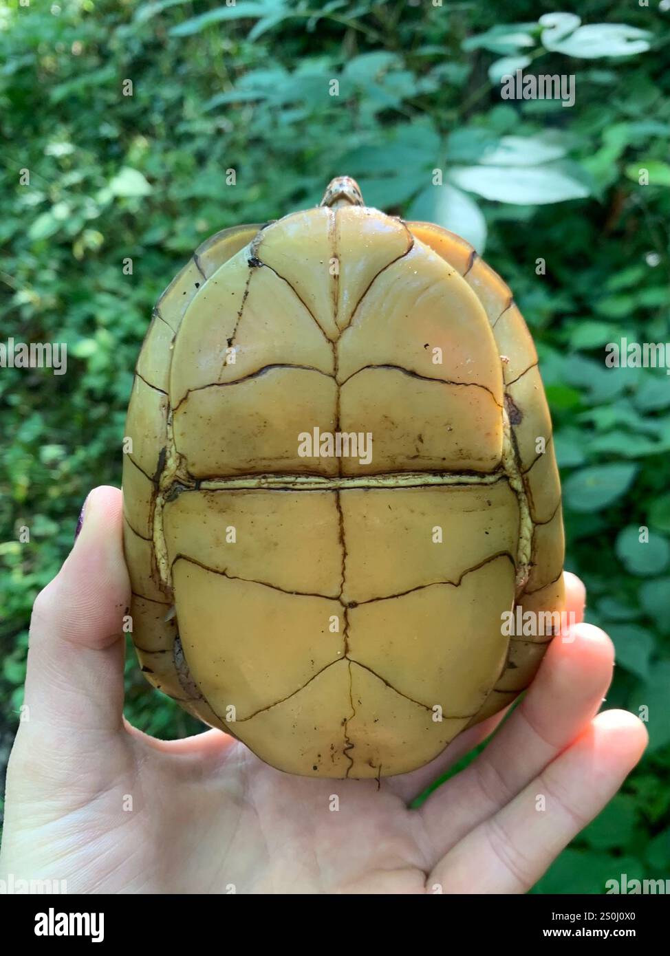 Three-toed Box Turtle (Terrapene triunguis Stock Photo - Alamy