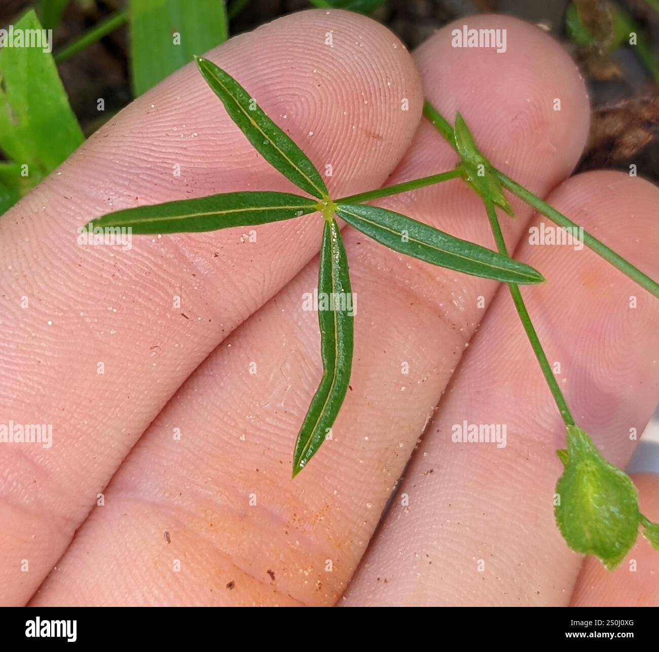 Viperina (Zornia bracteata Stock Photo - Alamy
