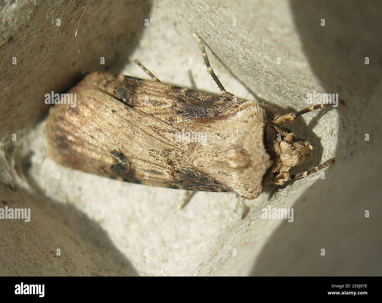 Shuttle-shaped Dart (Agrotis puta Stock Photo - Alamy