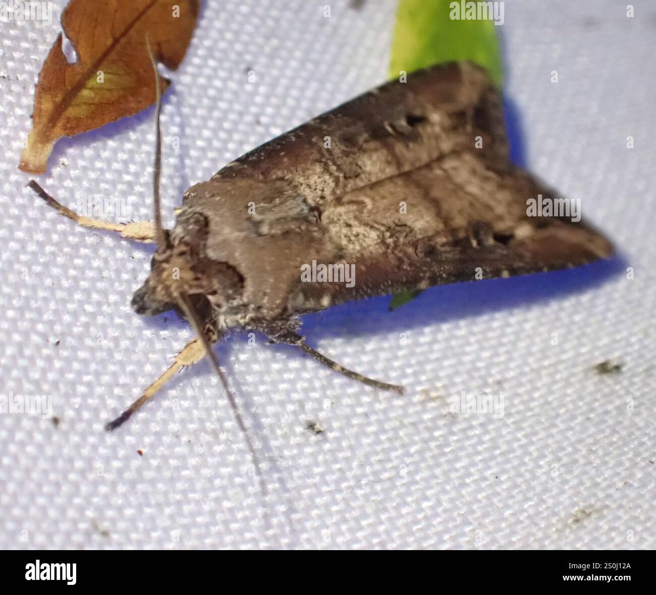 Ipsilon Dart Moth (Agrotis ipsilon Stock Photo - Alamy