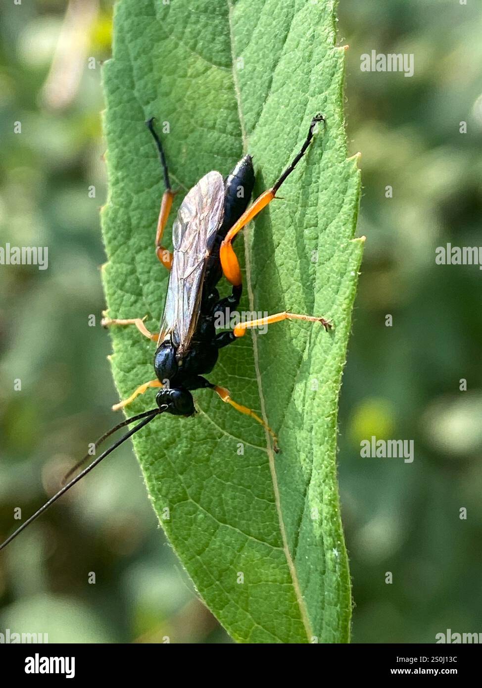 Black Slip Wasp (Pimpla rufipes Stock Photo - Alamy