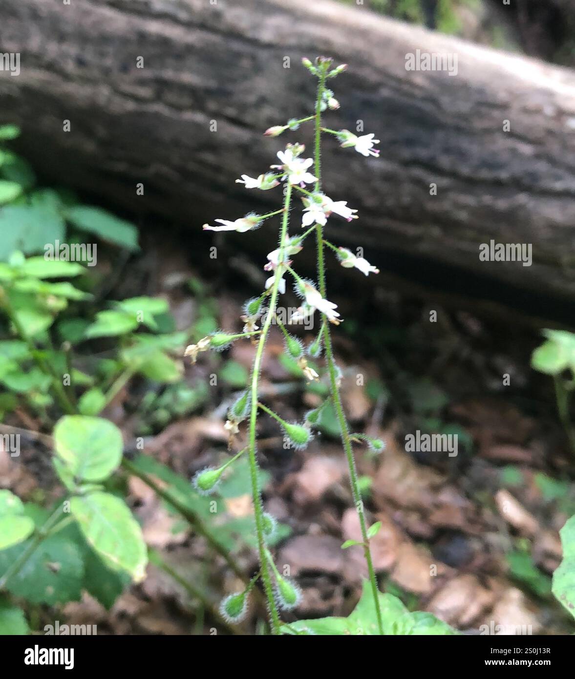 enchanter's-nightshade (Circaea lutetiana Stock Photo - Alamy