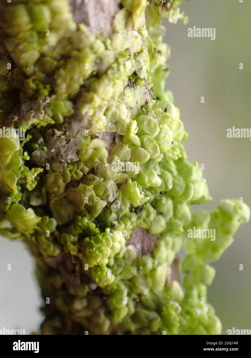 Flat-leaved Scalewort (Radula complanata Stock Photo - Alamy