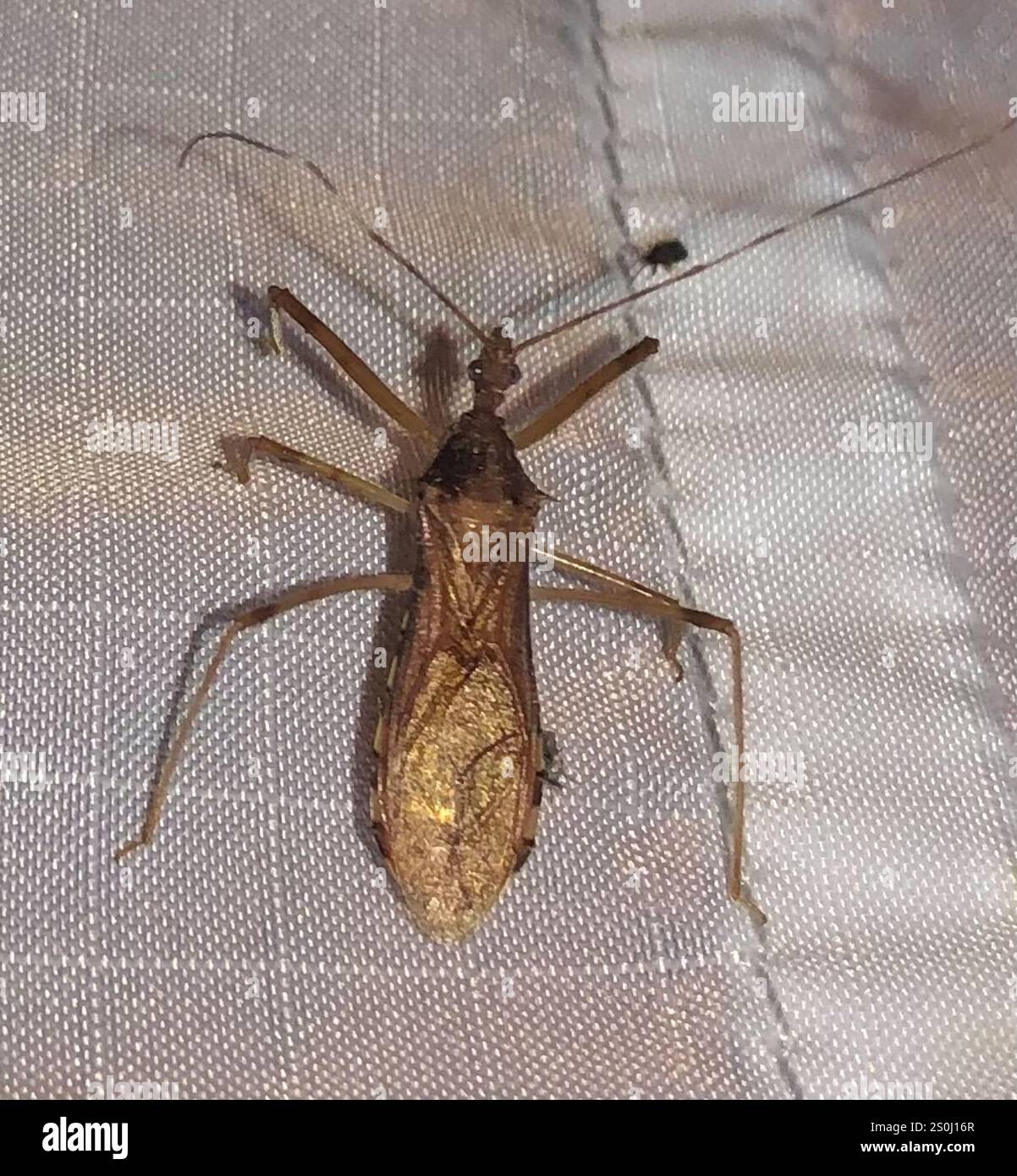 Ringed Horn Assassin Bug (Rocconota annulicornis Stock Photo - Alamy