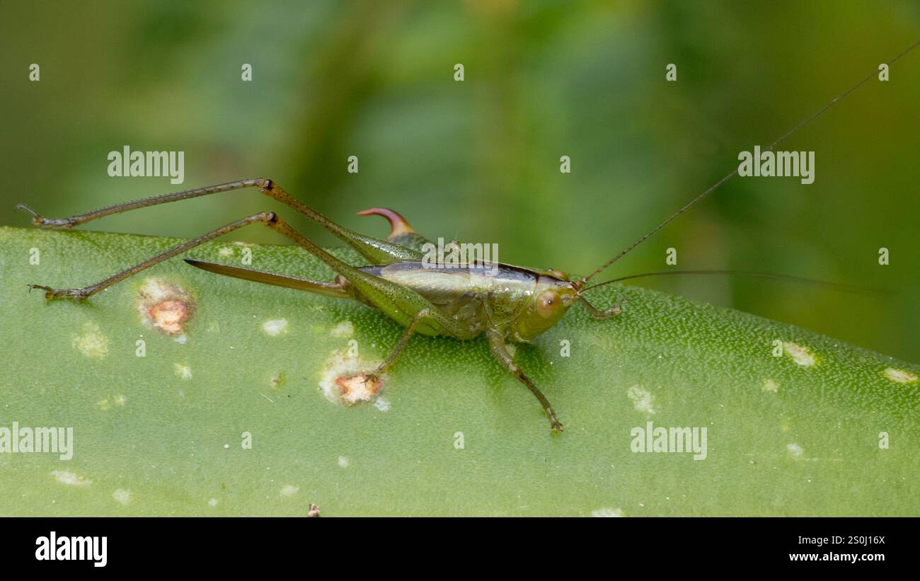 Lesser Meadow Katydids (Conocephalus Stock Photo - Alamy