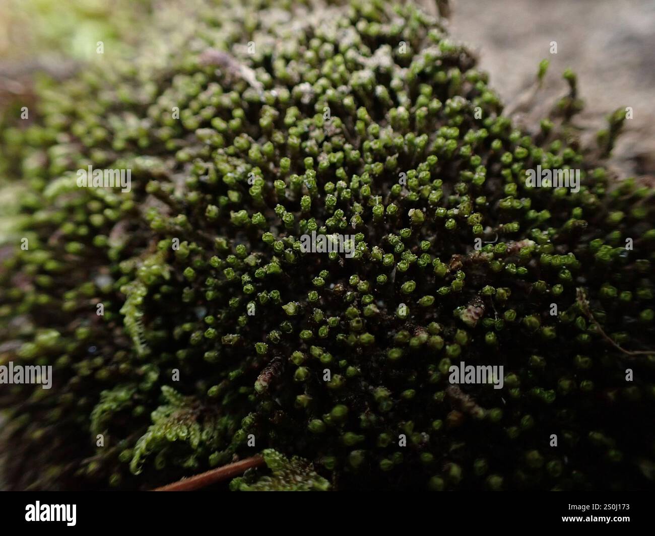 Notched Rustwort (Marsupella emarginata Stock Photo - Alamy