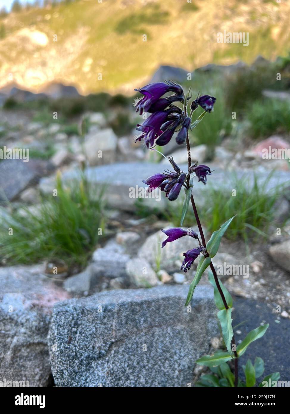 Whipple's penstemon (Penstemon whippleanus Stock Photo - Alamy