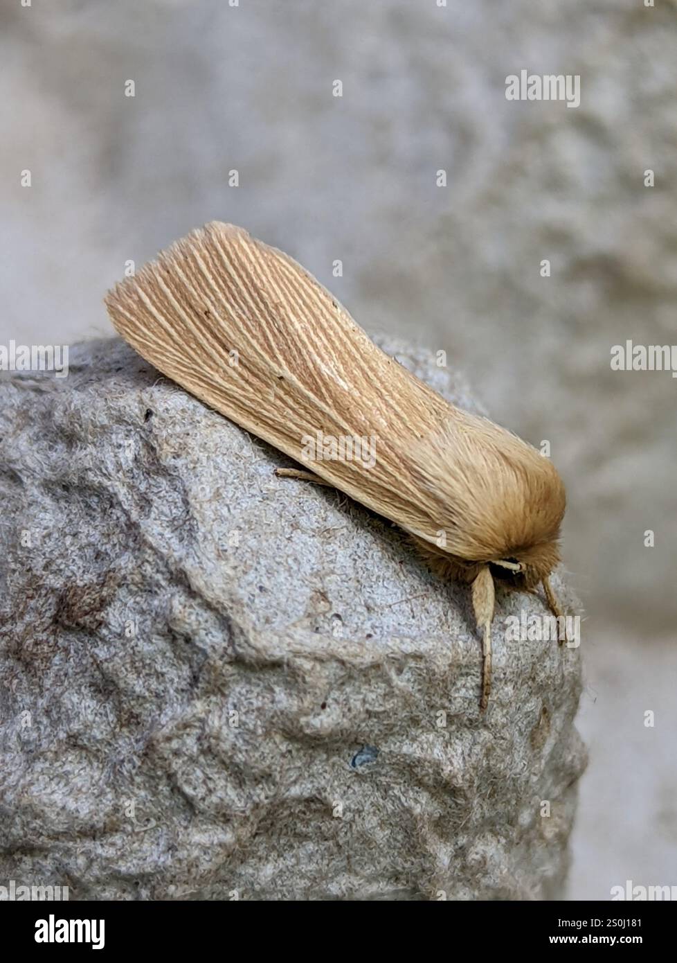 Common Wainscot (Mythimna pallens Stock Photo - Alamy