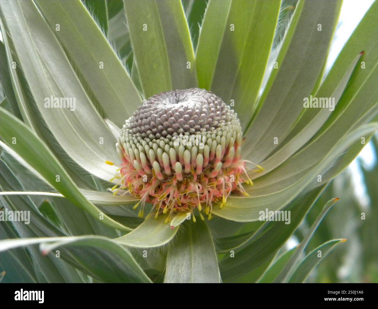 Cape Silver Tree (Leucadendron argenteum Stock Photo - Alamy