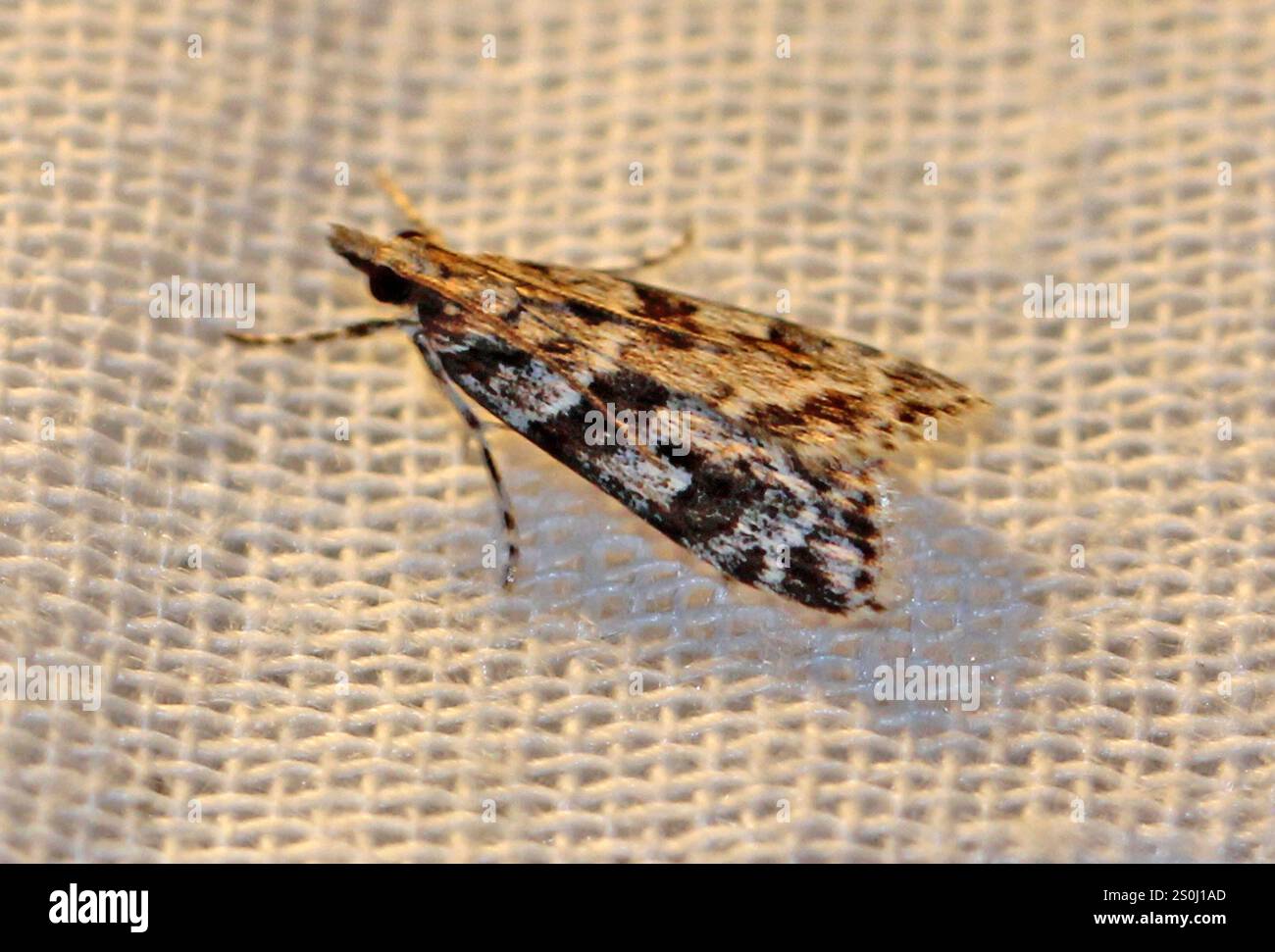 Double-striped Scoparia Moth (Scoparia biplagialis Stock Photo - Alamy