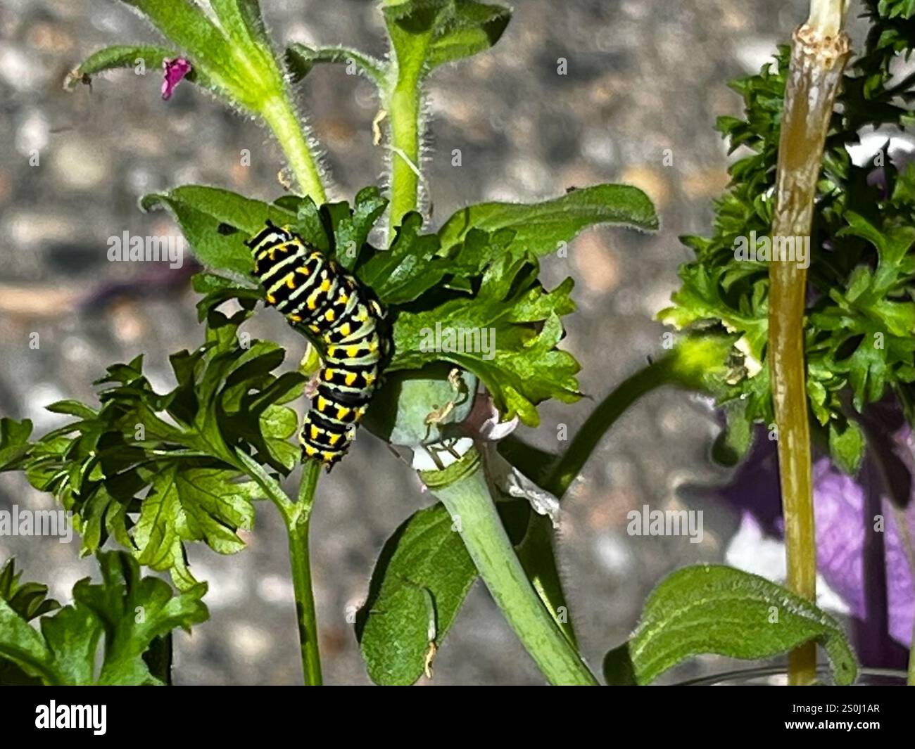 Anise Swallowtail (Papilio zelicaon Stock Photo - Alamy