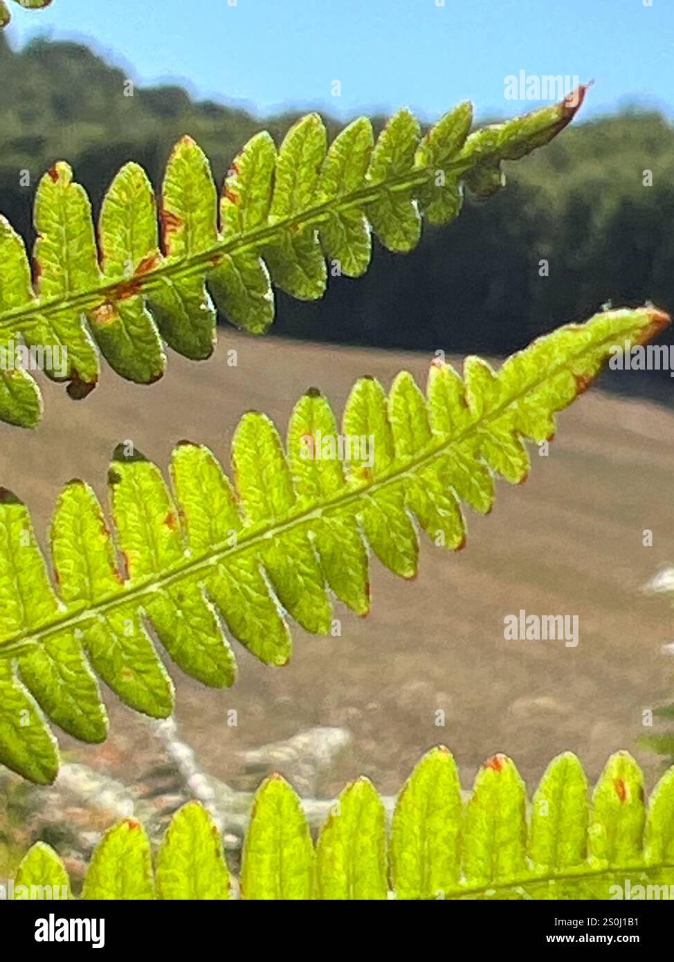 (Pteridium aquilinum aquilinum Stock Photo - Alamy
