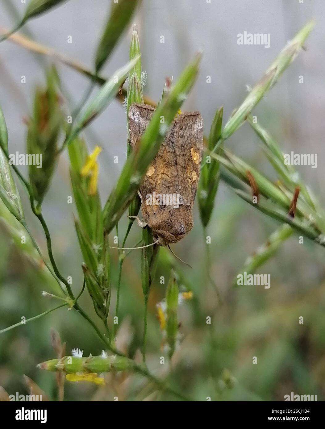 Ear Moth (Amphipoea oculea Stock Photo - Alamy