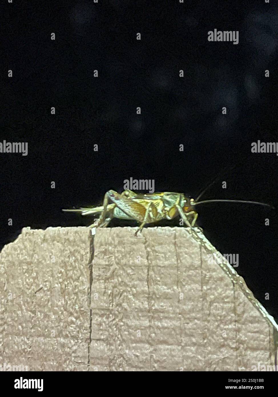 True Crickets and Allies (Grylloidea Stock Photo - Alamy