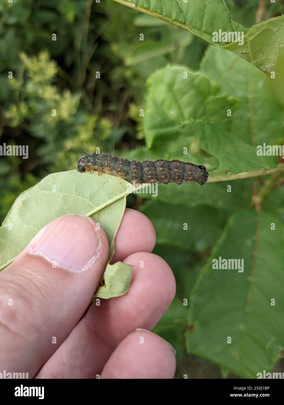 Cherry Dagger (Acronicta hasta Stock Photo - Alamy