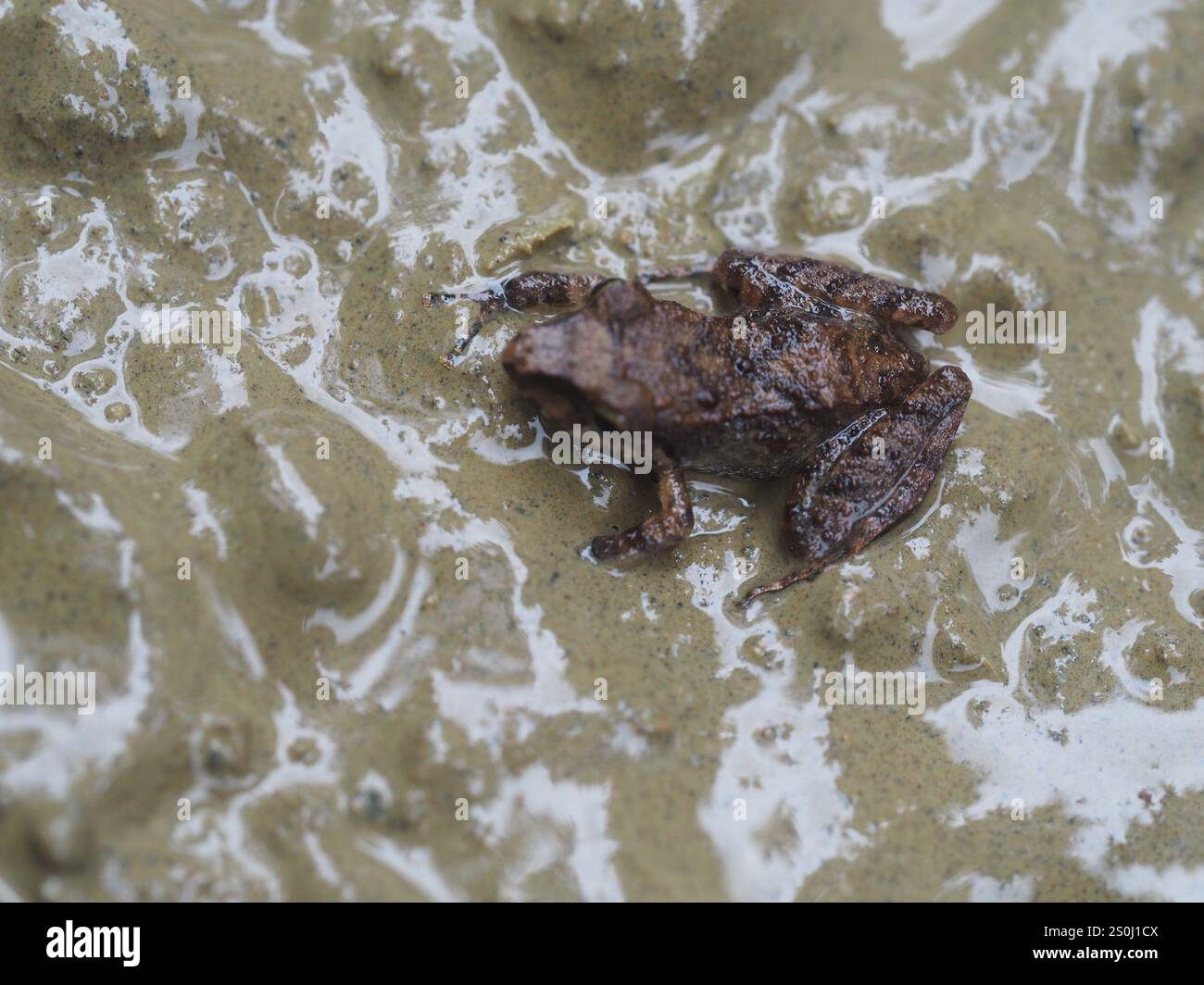 Cachabi Robber Frog (Pristimantis achatinus Stock Photo - Alamy