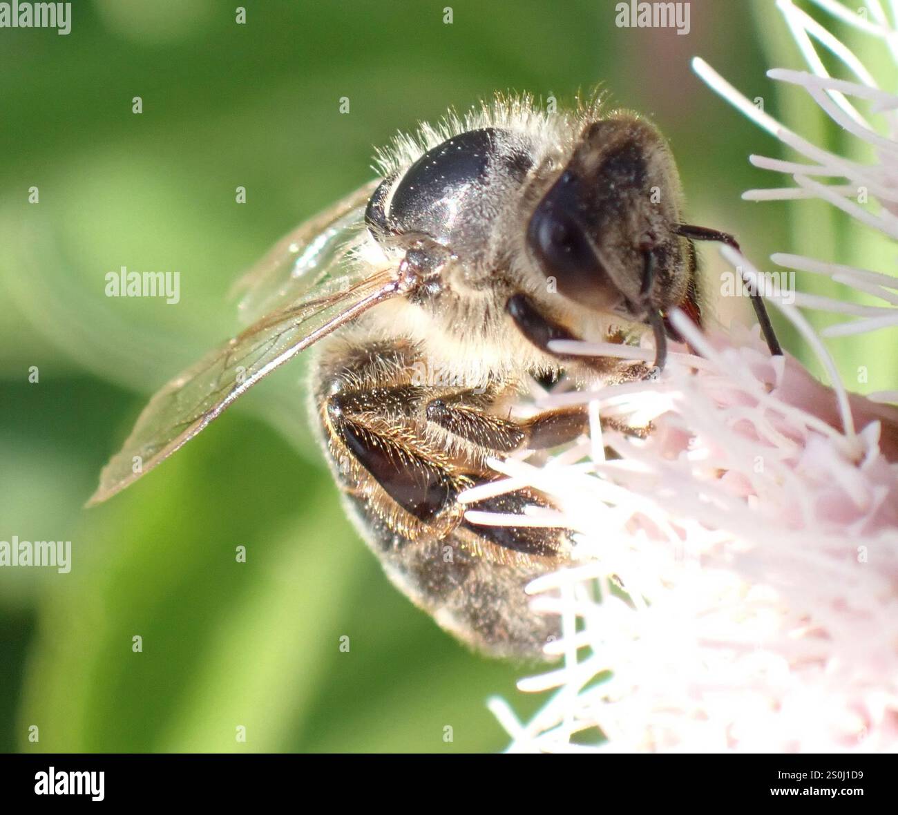 Western Honey Bee (Apis mellifera Stock Photo - Alamy
