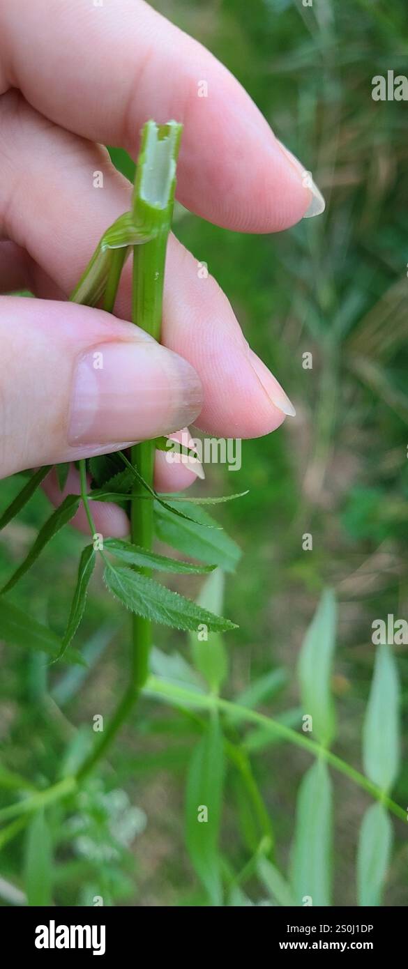 bulblet-bearing water hemlock (Cicuta bulbifera Stock Photo - Alamy