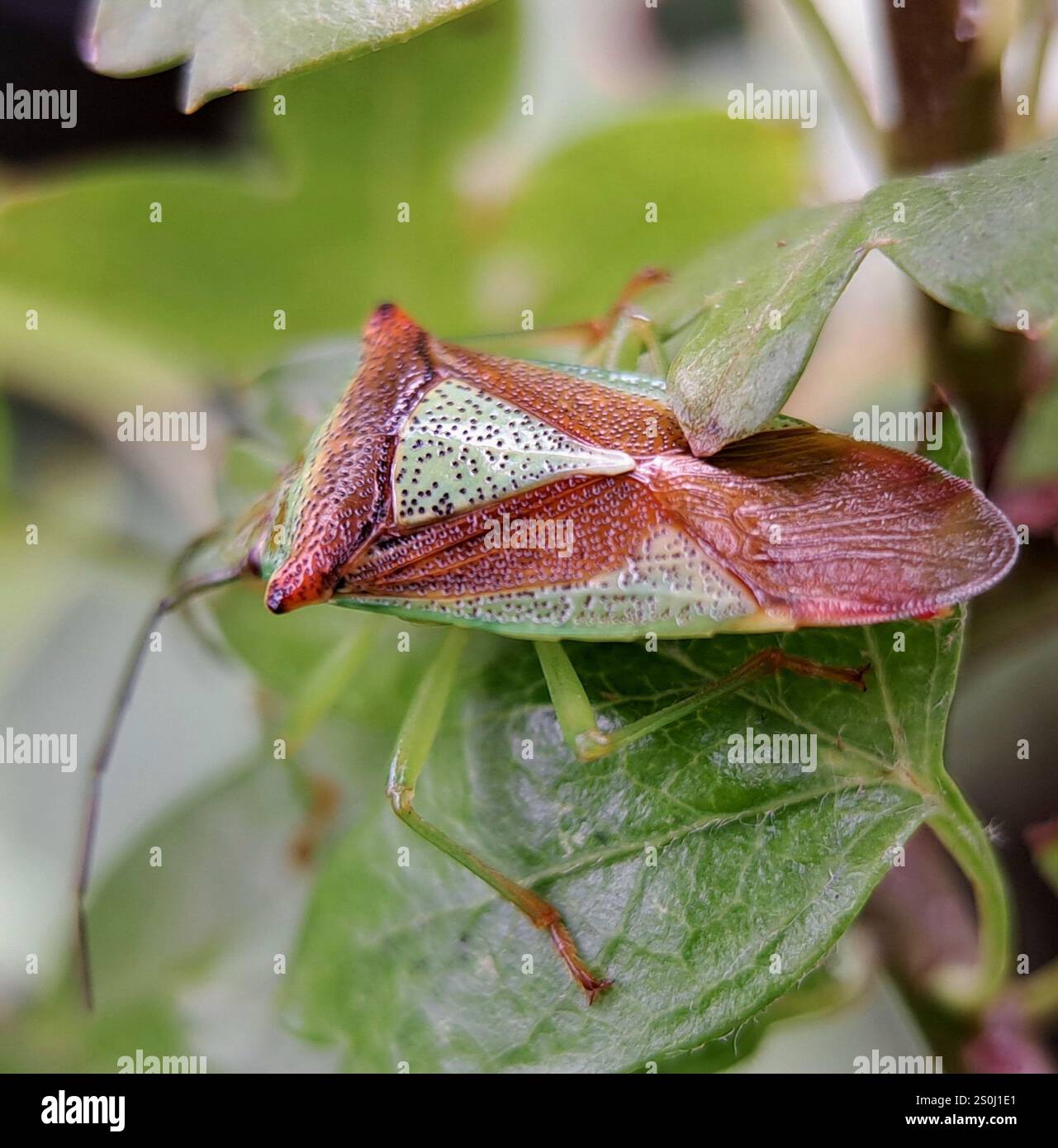 Hawthorn Shield Bug (Acanthosoma haemorrhoidale Stock Photo - Alamy