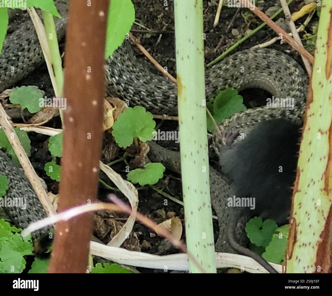 Western Terrestrial Garter Snake (Thamnophis elegans Stock Photo - Alamy