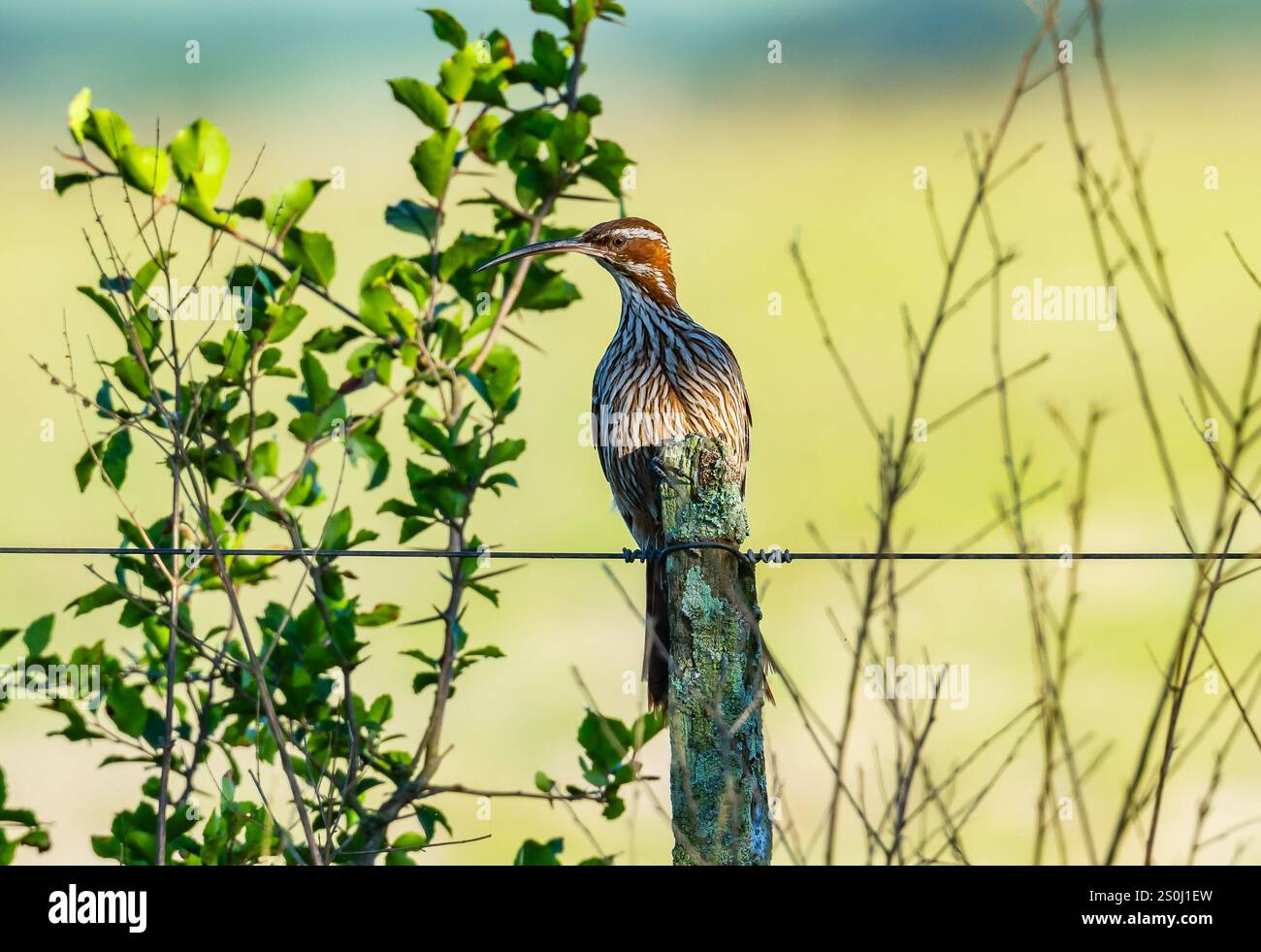 A Scimitar-billed Woodcreeper (Drymornis bridgesii) perched on a fence ...