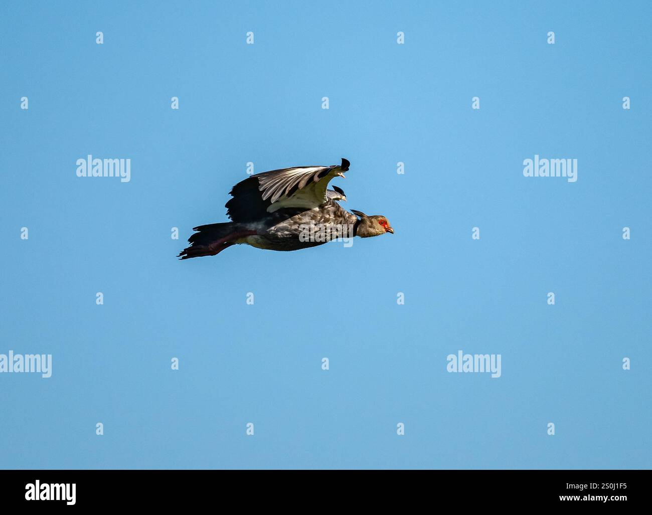 A Southern Screamer (Chauna torquata) flying over blue sky. State of ...