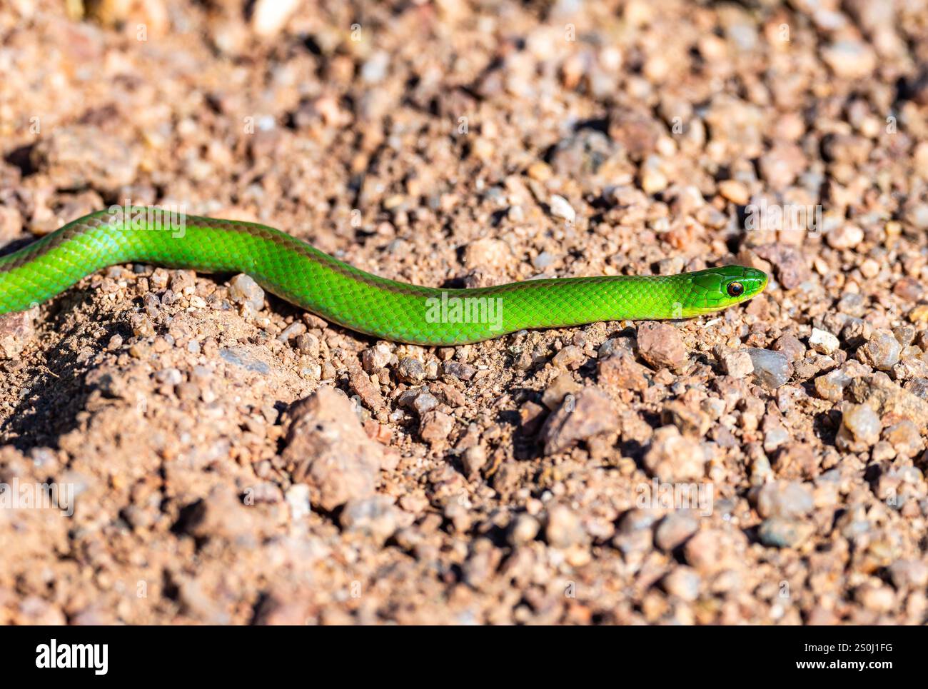 A bright green Jaeger's Ground Snake (Erythrolamprus jaegeri) on a dirt ...