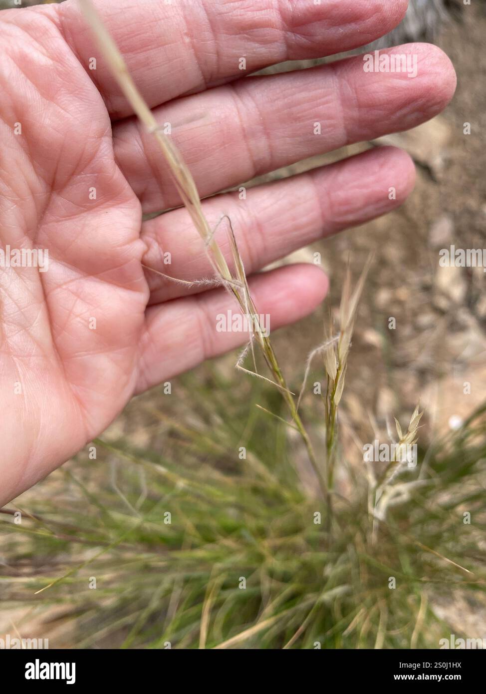 western needle grass (Eriocoma occidentalis occidentalis Stock Photo ...