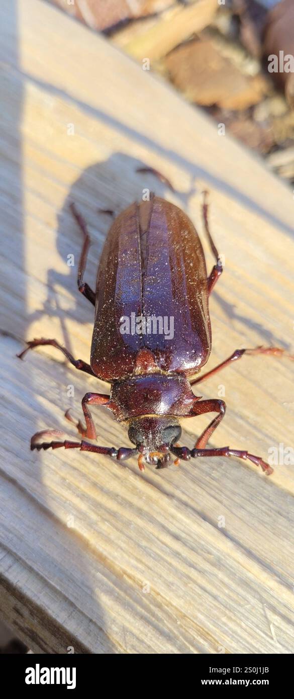California Root Borer (Prionus californicus Stock Photo - Alamy