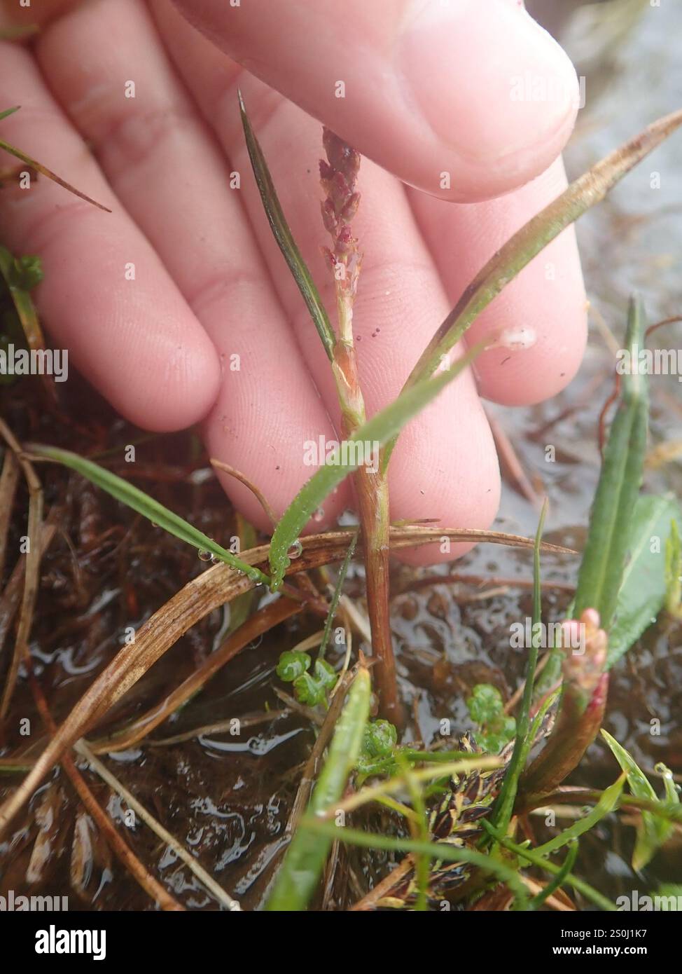 alpine bistort (Bistorta vivipara Stock Photo - Alamy