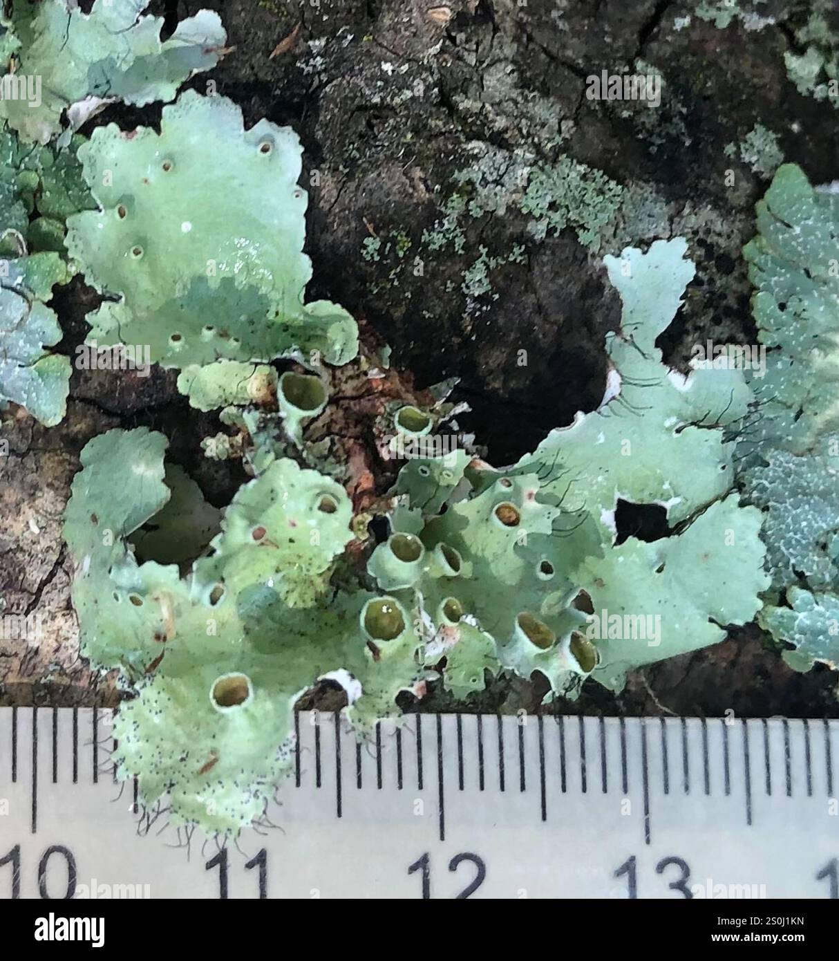 perforated ruffle lichen (Parmotrema perforatum Stock Photo - Alamy