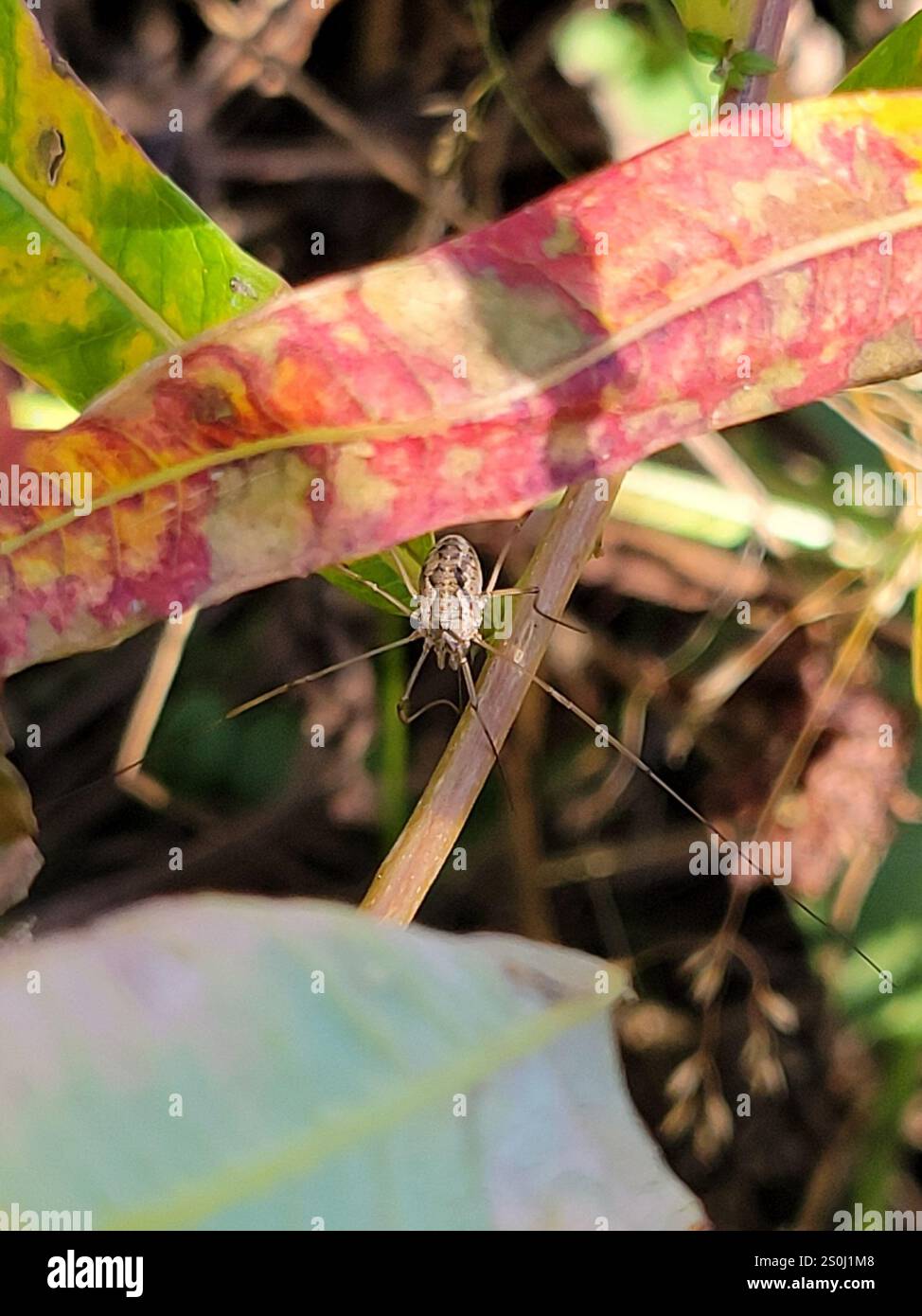 European Harvestman (Phalangium opilio Stock Photo - Alamy