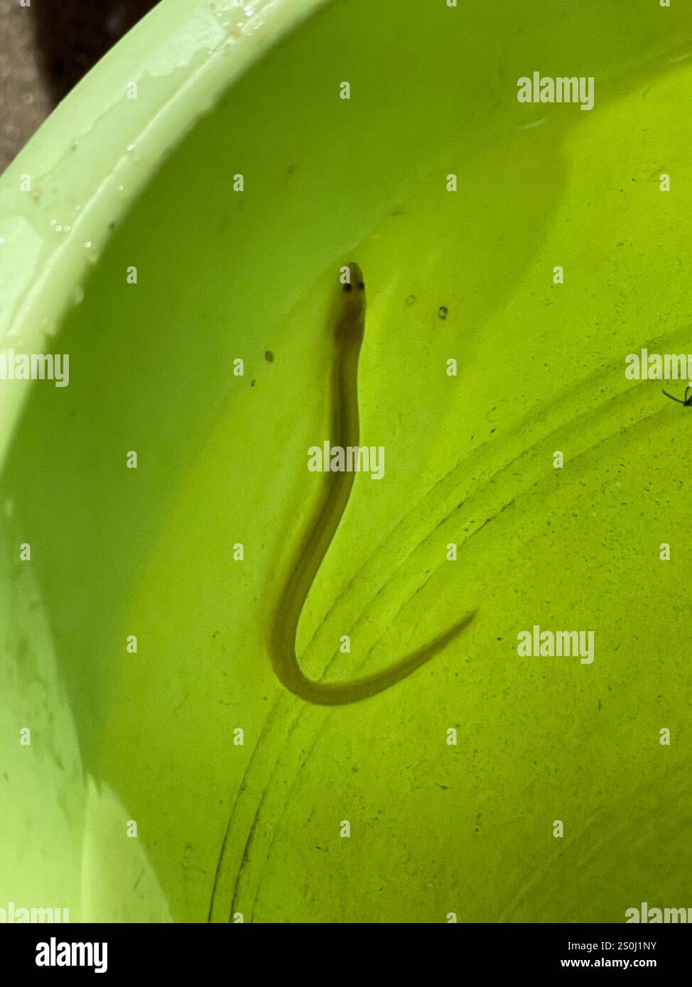 American Eel (Anguilla rostrata Stock Photo - Alamy