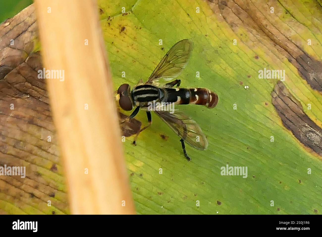 Lump-legged Swamp Fly (Anasimyia chrysostoma Stock Photo - Alamy