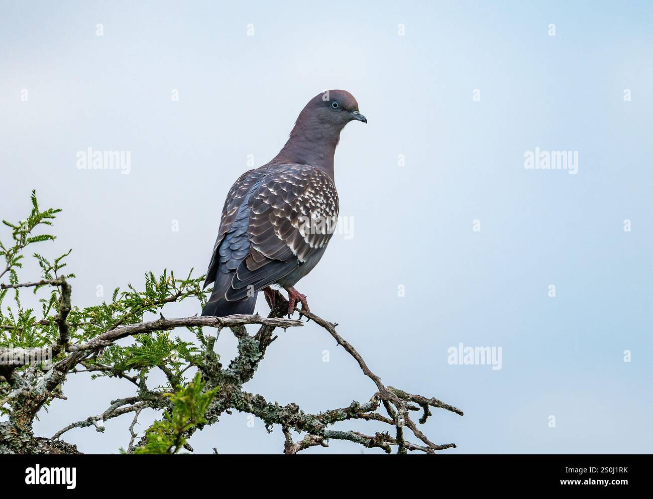 A Spot-winged Pigeon (Patagioenas maculosa) perched on top of a tree ...