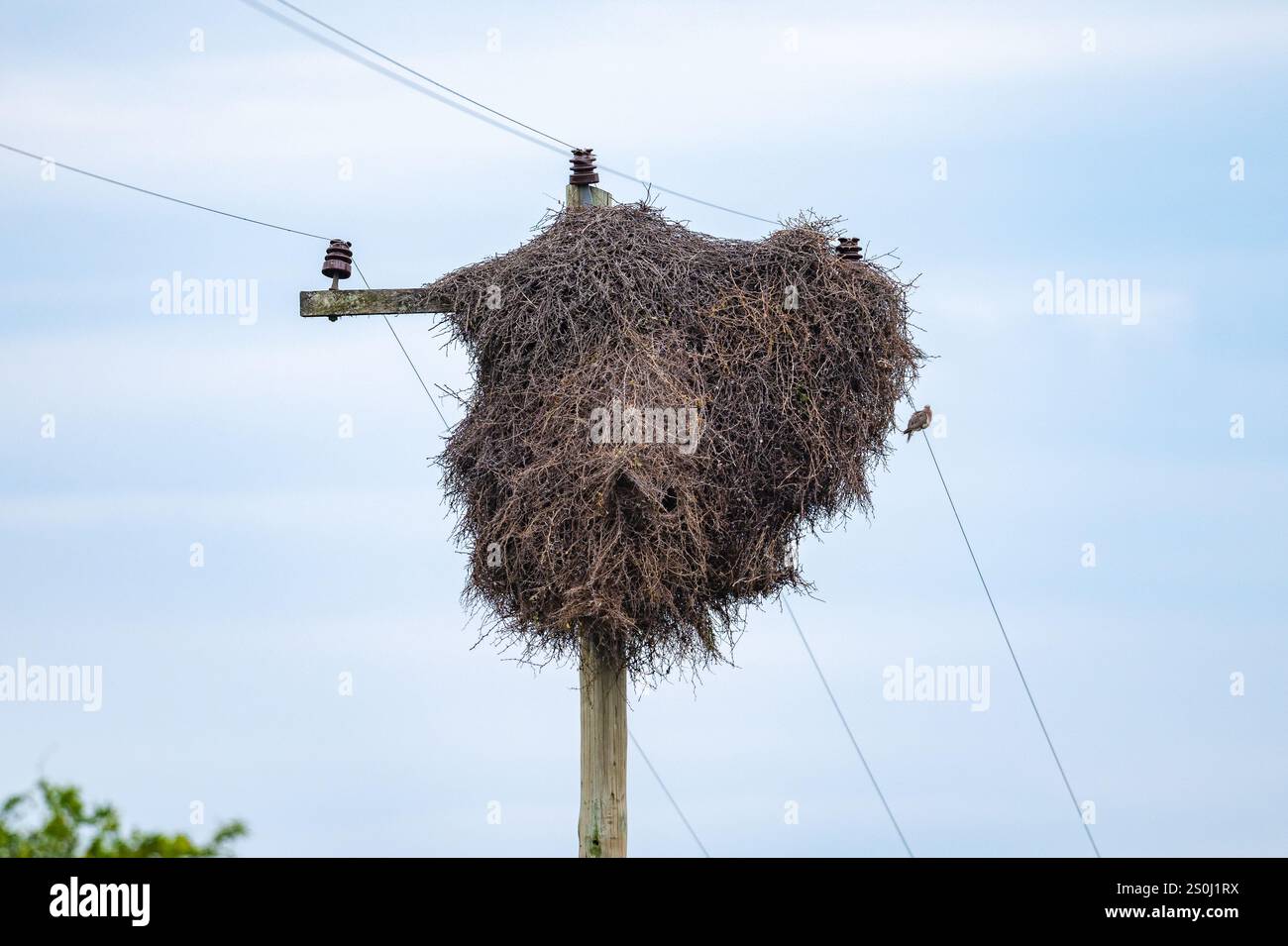 A massive communal nest of Greater Thornbirds (Phacellodomus ruber ...