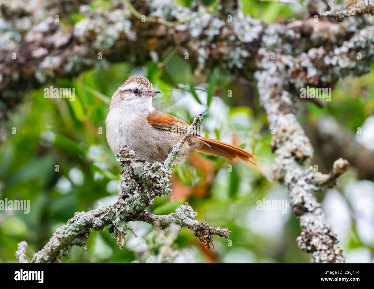A Stripe-crowned Spinetail (Cranioleuca pyrrhophia) perched on a branch ...