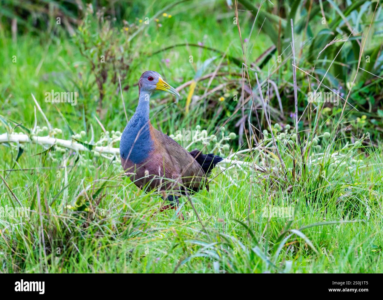 A Giant Wood-Rail (Aramides ypecaha) walking in tall grass. State of ...