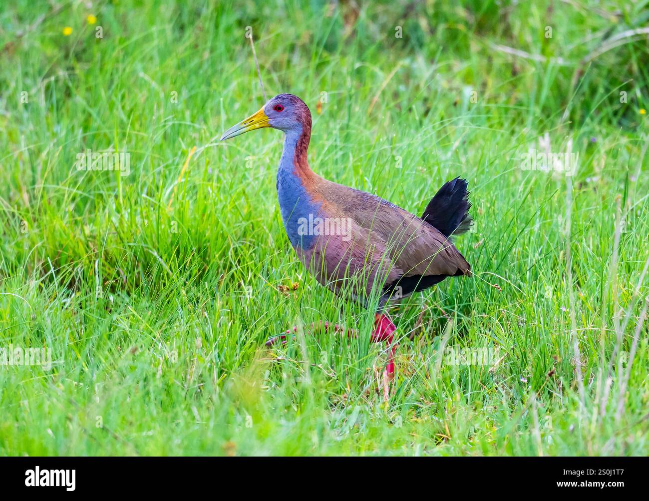 A Giant Wood-Rail (Aramides ypecaha) walking in tall grass. State of ...