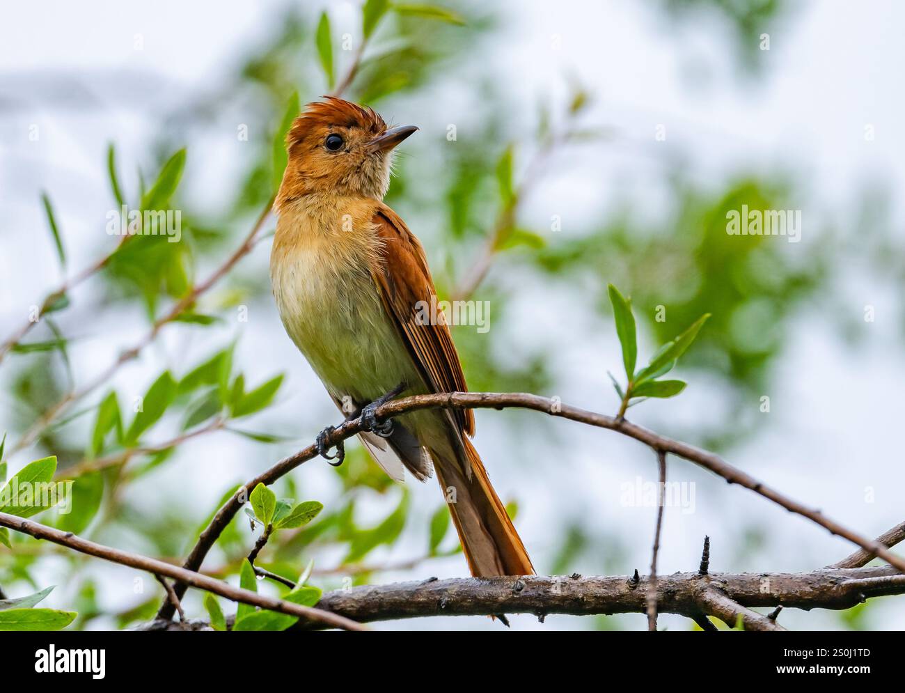 A Rufous Casiornis (Casiornis rufus) perched on a branch. State of Rio ...