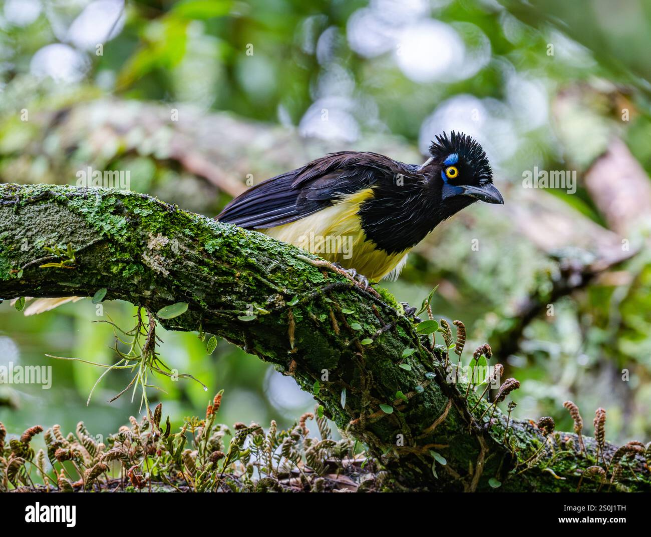 A Plush-crested Jay (Cyanocorax chrysops) perched on a branch in forest ...