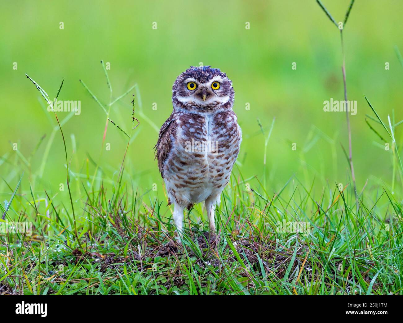A Burrowing Owl (Athene cunicularia) standing on top of its burrow ...