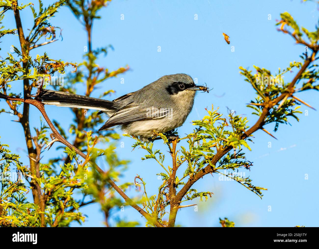 A Masked Gnatcatcher (Polioptila dumicola) caught a spider on a tree ...