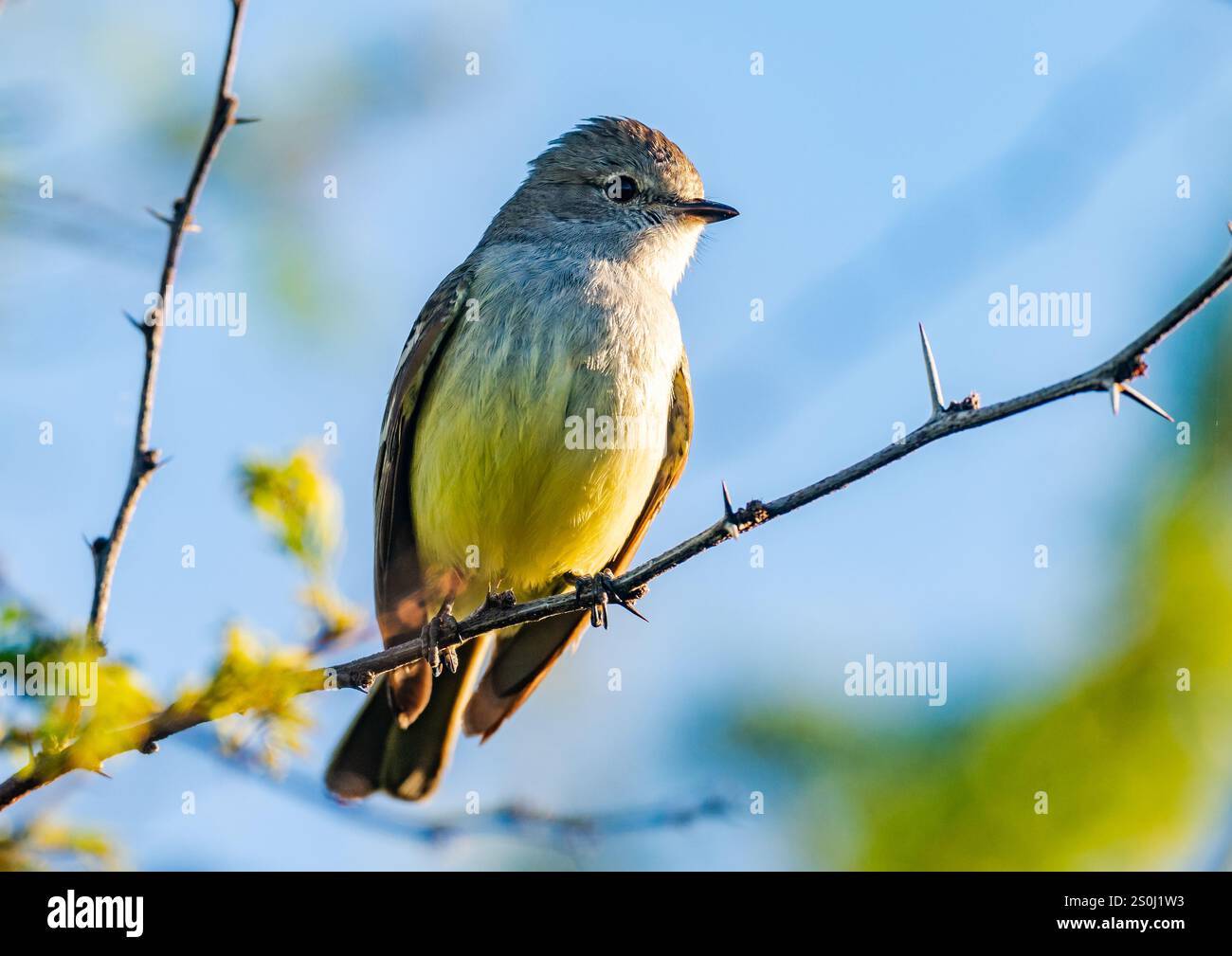 Southern scrub flycatcher hi-res stock photography and images - Alamy