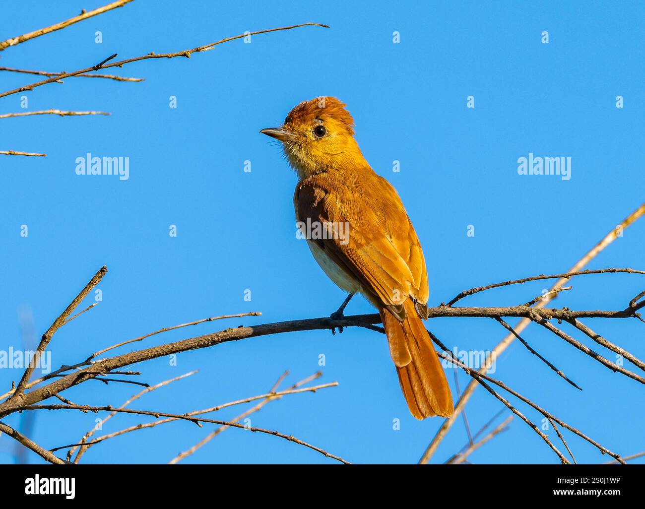 A Rufous Casiornis (Casiornis rufus) perched on a branch. State of Rio ...