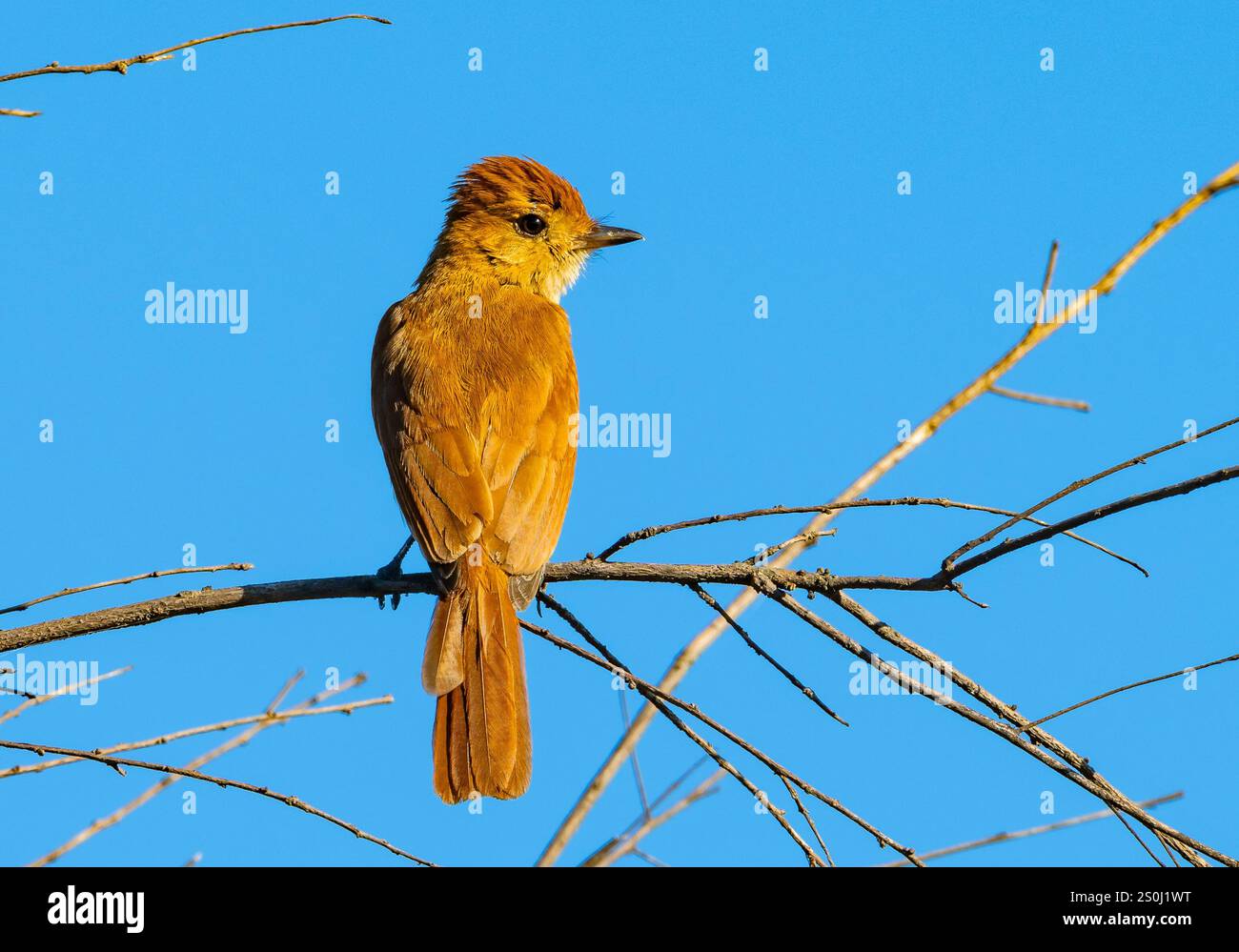 A Rufous Casiornis (Casiornis rufus) perched on a branch. State of Rio ...