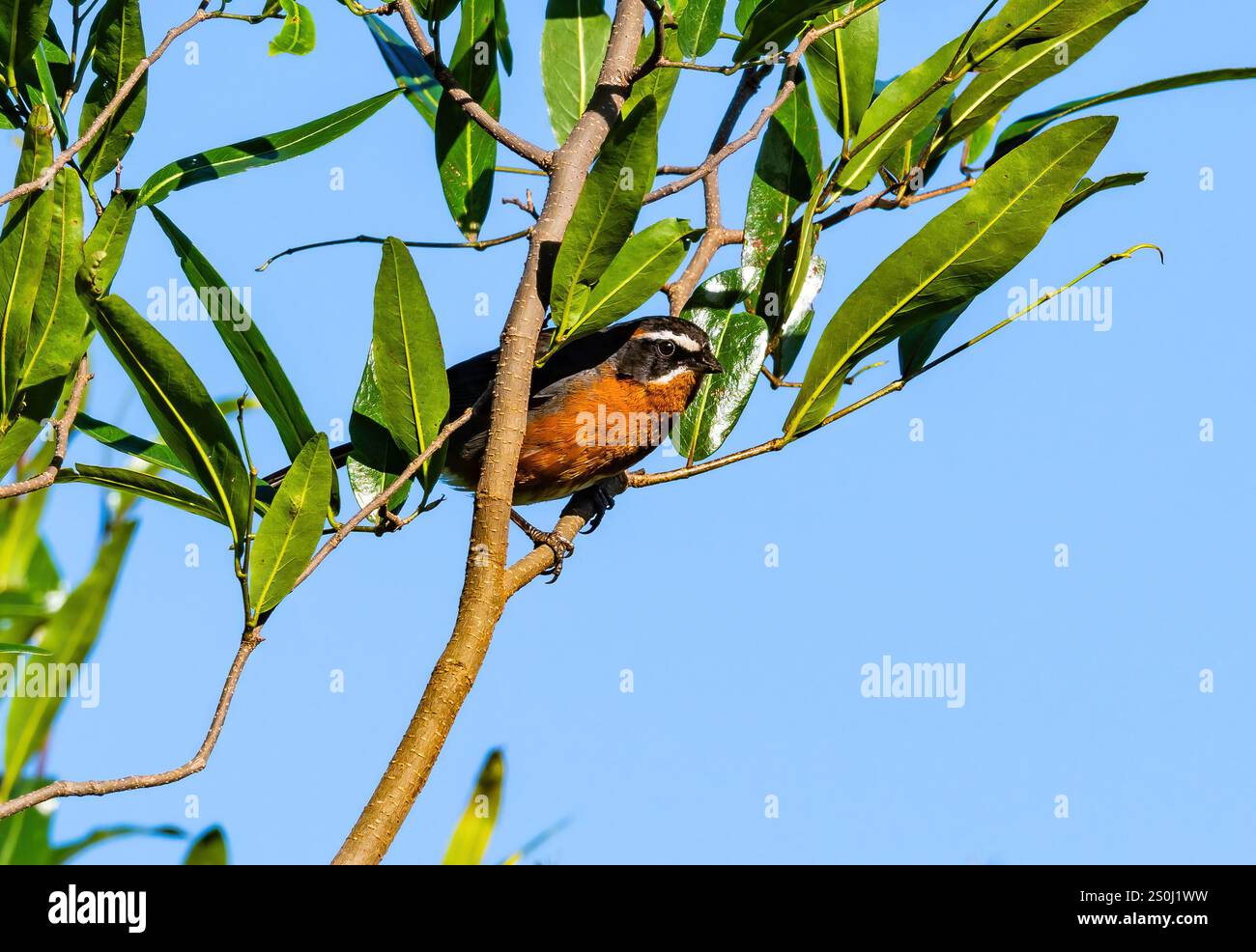 A Black-and-rufous Warbling Finch (Poospiza nigrorufa) perched on a ...