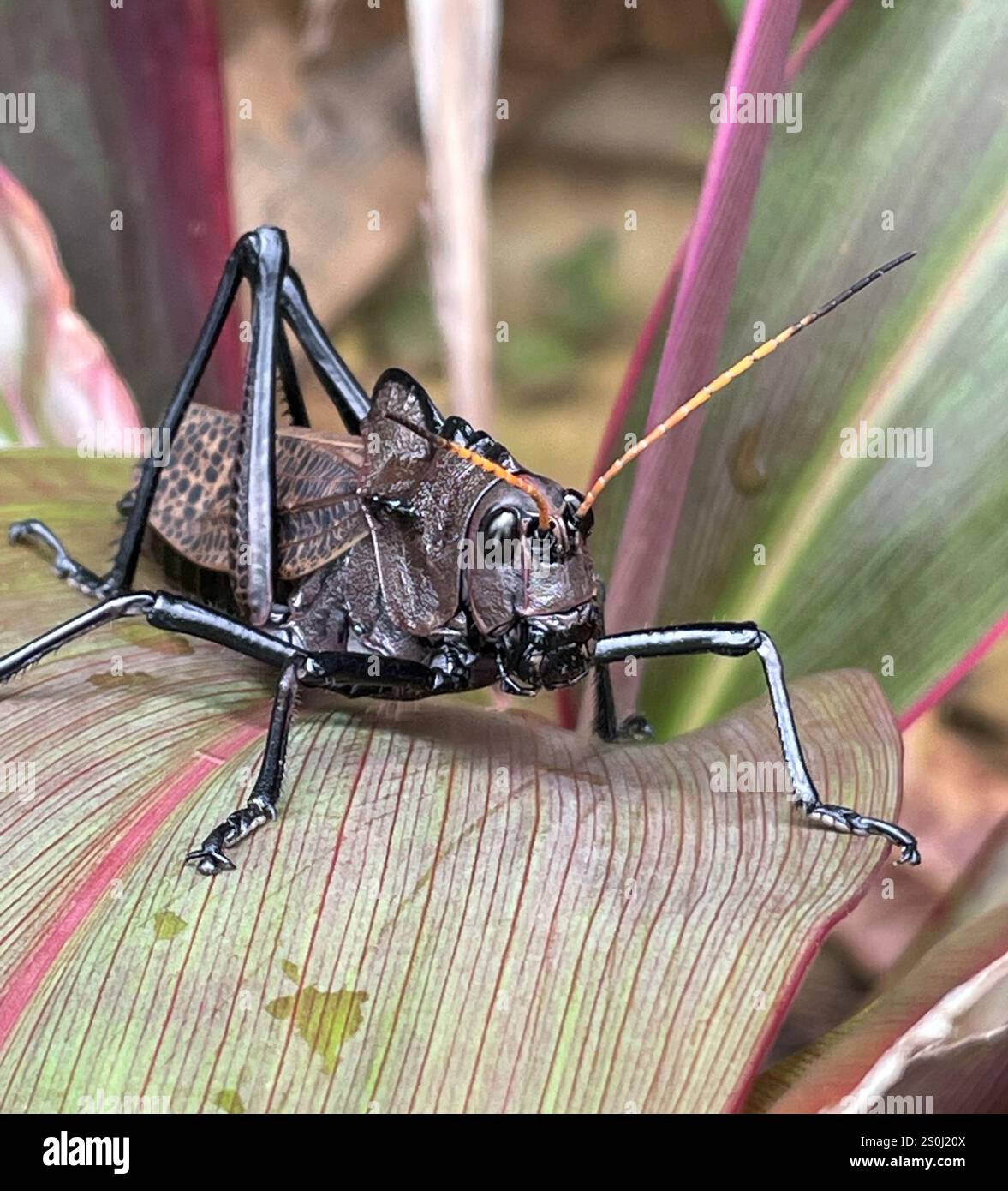 Reticulate lubber grasshopper (Romalea reticulata Stock Photo - Alamy